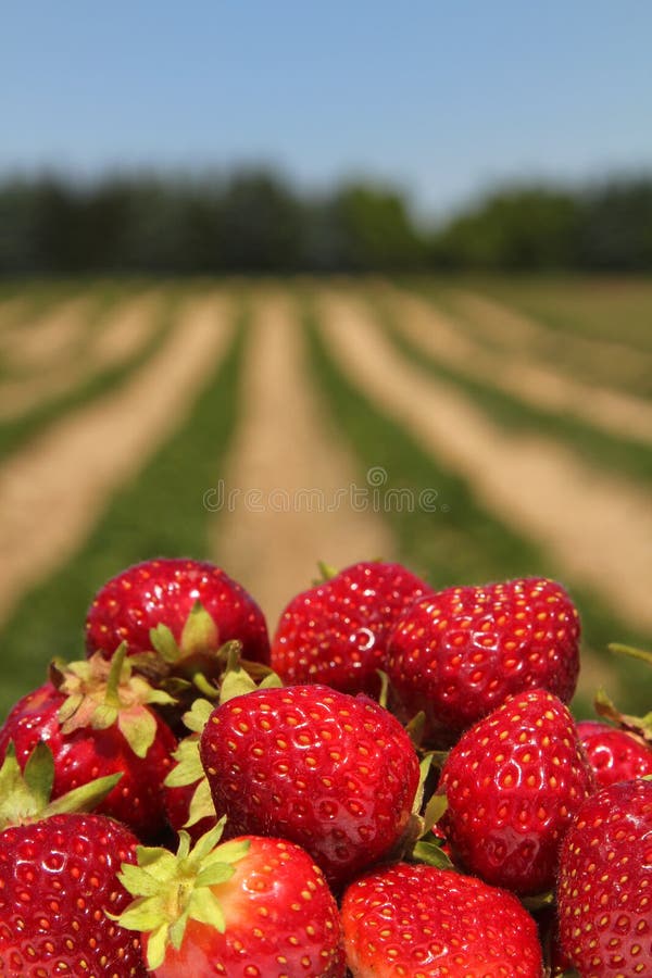 Strawberry field stock photo. Image of crop, field, farm - 32095124
