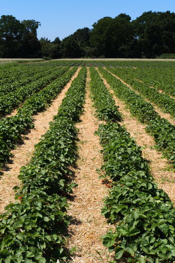 Strawberry Field in Rows and Sunshine Stock Image - Image of vegetable ...