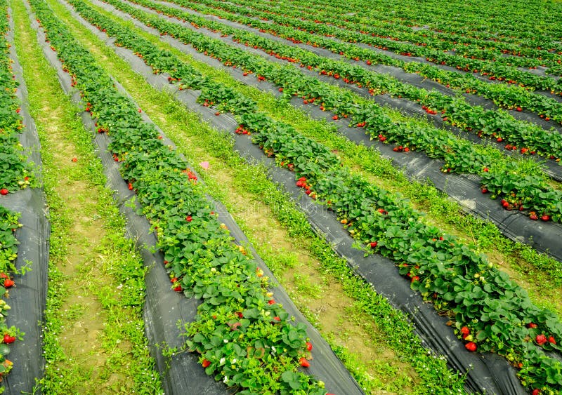 Strawberry fields stock image. Image of green, seeds - 50723365
