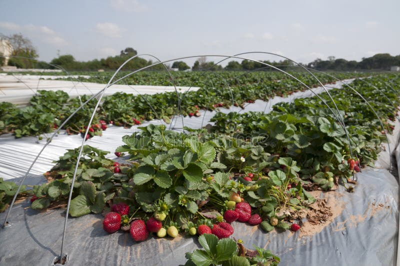 Strawberry Fields, Picking Season Stock Photo - Image of food, grow ...