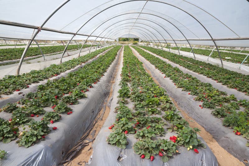 Strawberry Fields, Picking Season Stock Image - Image of lush, fruit ...
