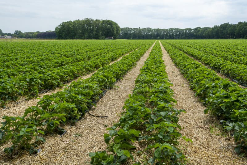 Strawberry Fields, Strawberry Plants in Rows Growing on Farm on Open ...