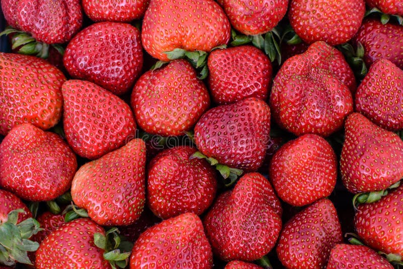 Strawberry flats stock photo. Image of juicy, agriculture - 93242366