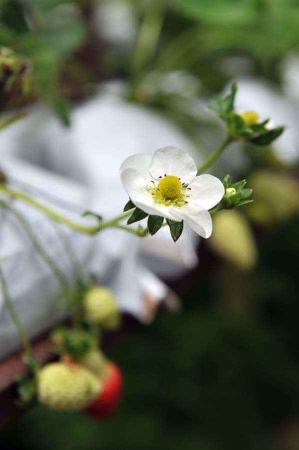 Strawberry Flower stock image. Image of spring, fresh - 16881063