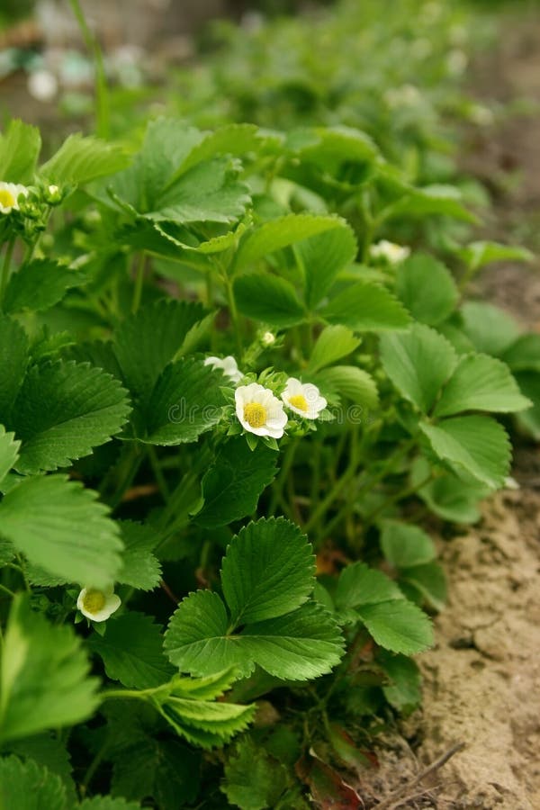 Strawberry Flower Picture. Image: 5767477