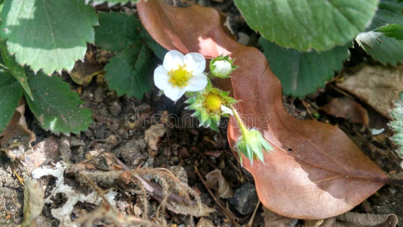 Strawberry flower bud stock photo. Image of strawberry - 146924090
