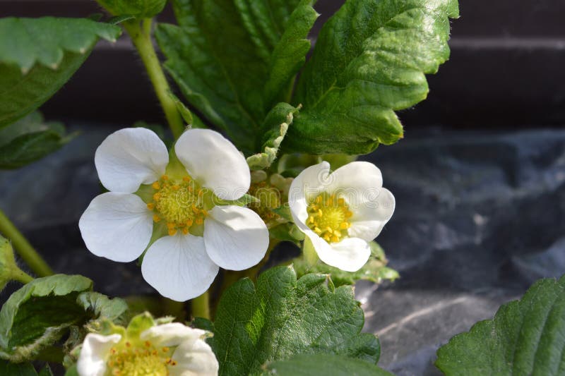 Strawberry flower close up stock photo. Image of organic - 141708190