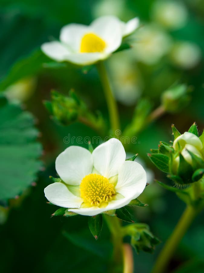 Strawberry flower stock image. Image of agriculture, blossom - 40375275