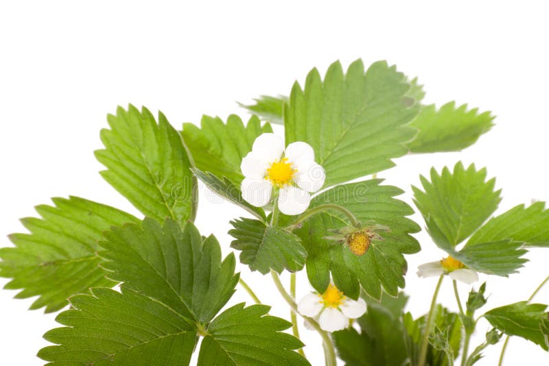 Strawberry Flower and Leaves Stock Image - Image of still, branch: 19671063