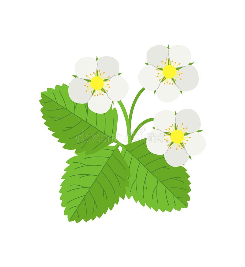 Strawberry flower plant stock vector. Illustration of agriculture ...
