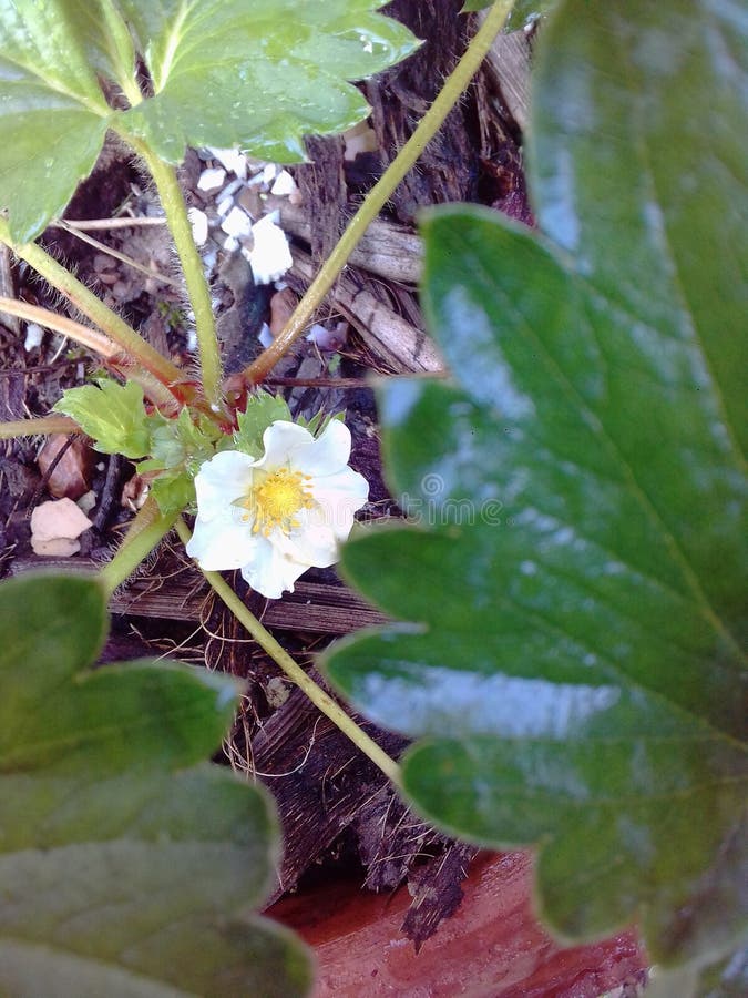 Strawberry flower stock image. Image of plants, farm - 106563195