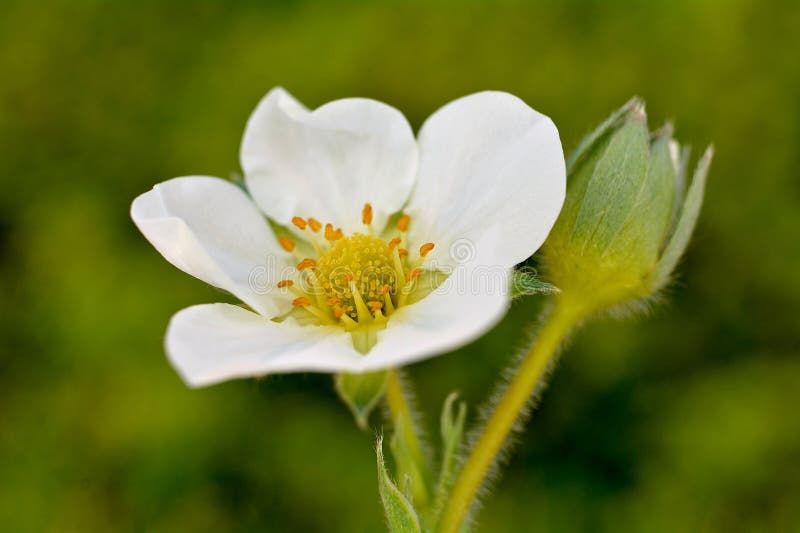 Strawberry flower stock photo. Image of nature, close - 305026982