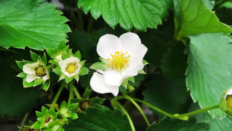 Strawberry Flower White Flower Stock Photo - Image of rose, strawberry ...