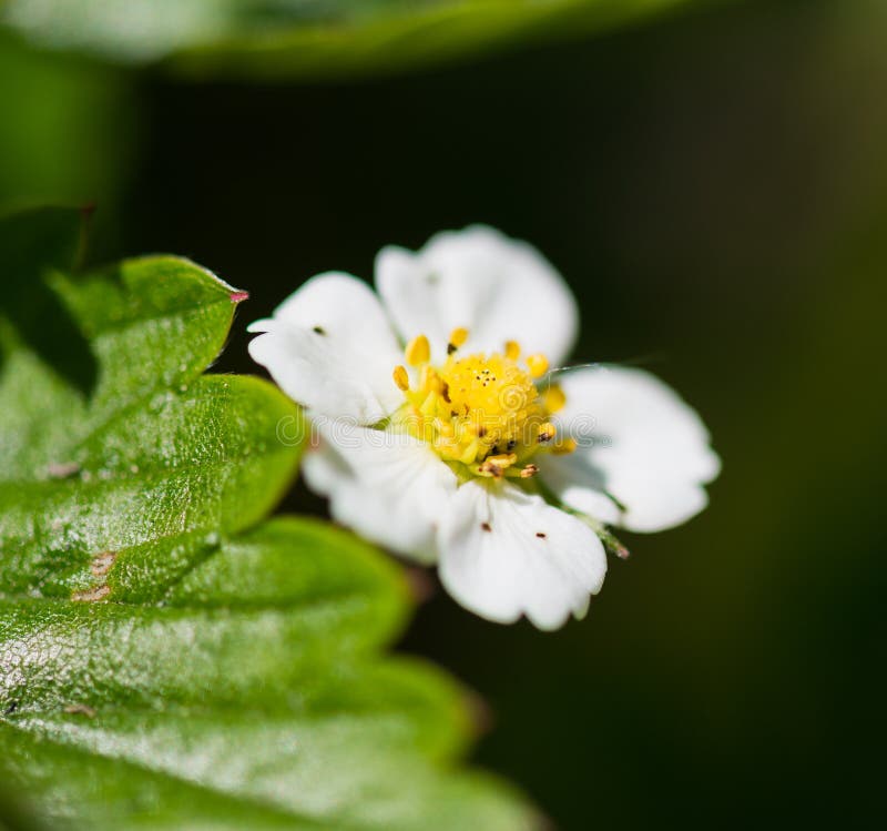 Strawberry flower stock photo. Image of natural, blooming - 39247918