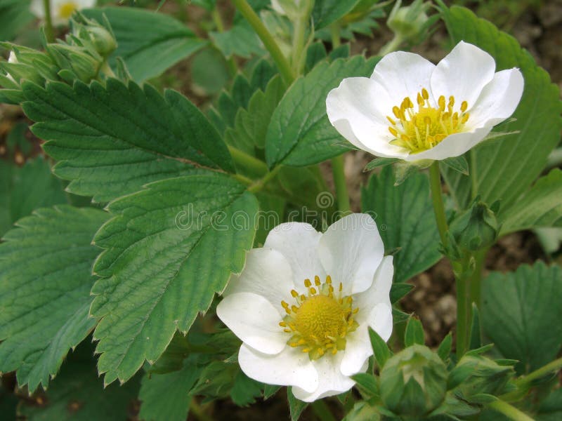 Strawberry flowers stock photo. Image of outside, patch - 19952668
