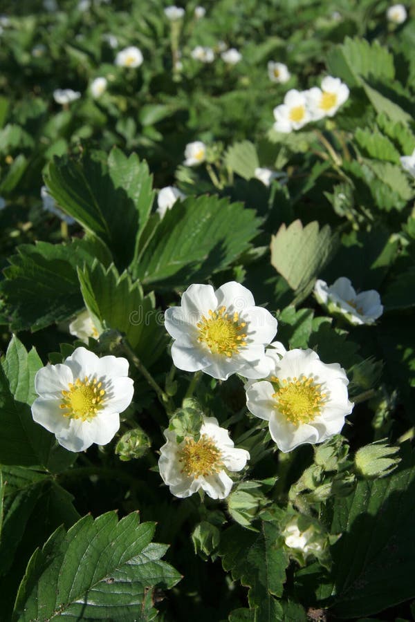 Strawberry flowers stock photo. Image of flower, leaf - 2429722