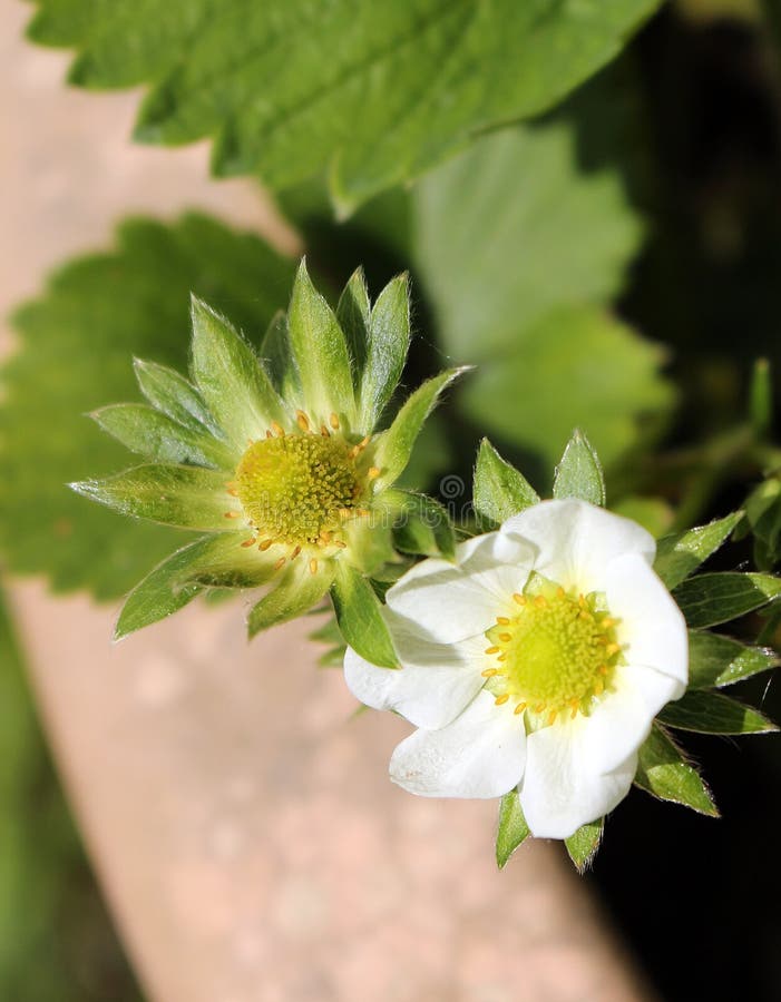 Strawberry flowers stock photo. Image of agriculture - 13967646
