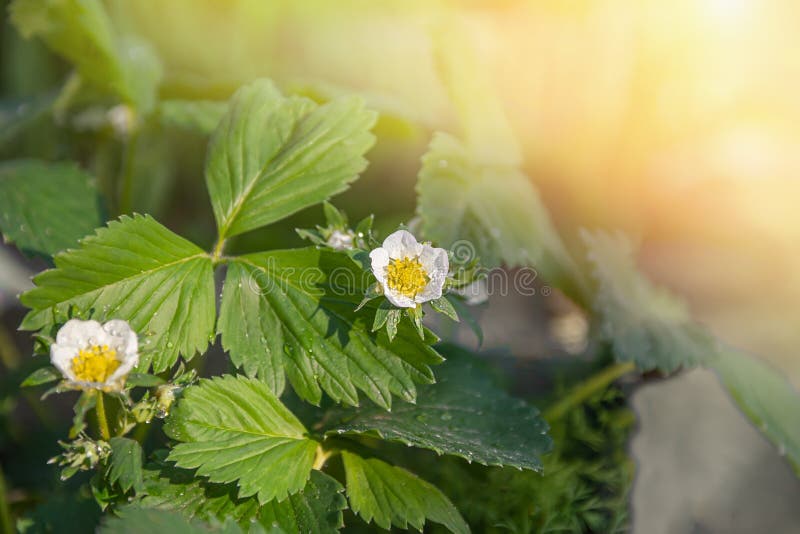 Strawberry Flowers in the Garden in Spring are Ready for Pollination ...