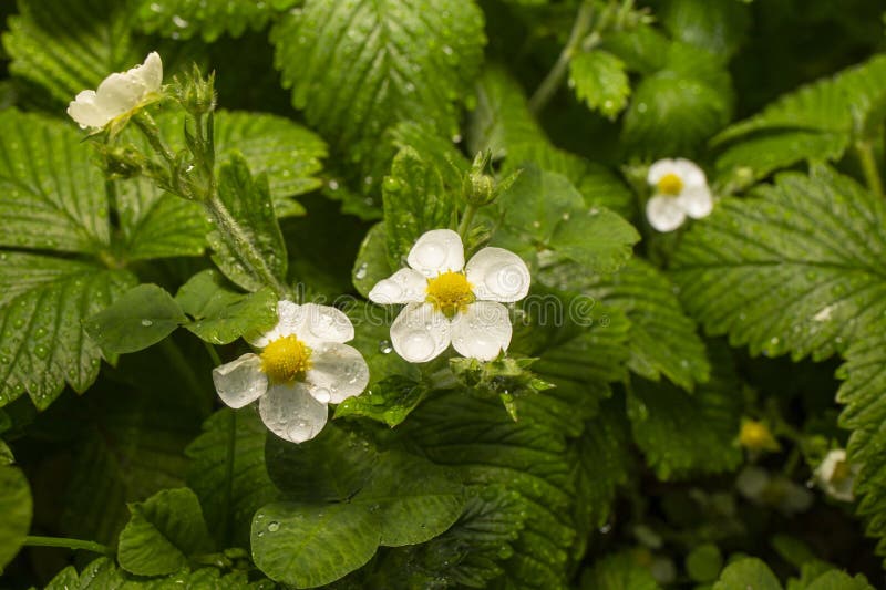 Strawberry Flowers and Leaves with Rain Drops, Soft Focus Close Up ...
