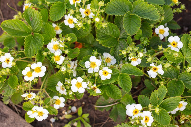 Strawberry Flowers in the Vegetable Garden in Spring Stock Photo ...