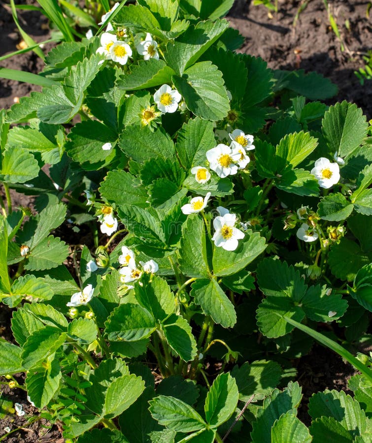 Strawberry Flowers in the Vegetable Garden in Spring Stock Image ...