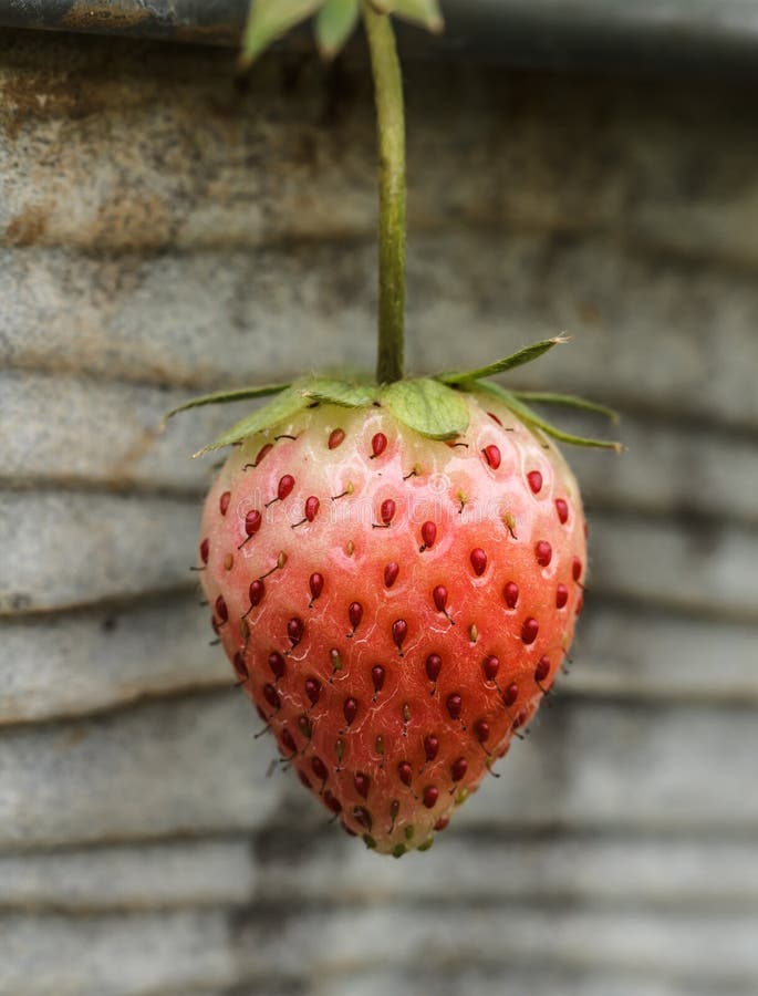 Strawberry Fresh in the Garden. Stock Photo - Image of color, meadow ...