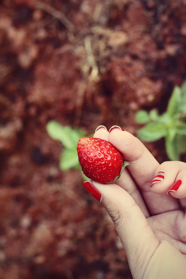Strawberry Fresh in the Garden - Vegetables. Stock Photo - Image of ...