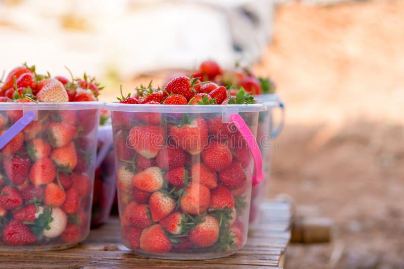 Strawberry Fresh Natural Fruit in Trays from a Strawberry Field Stock ...