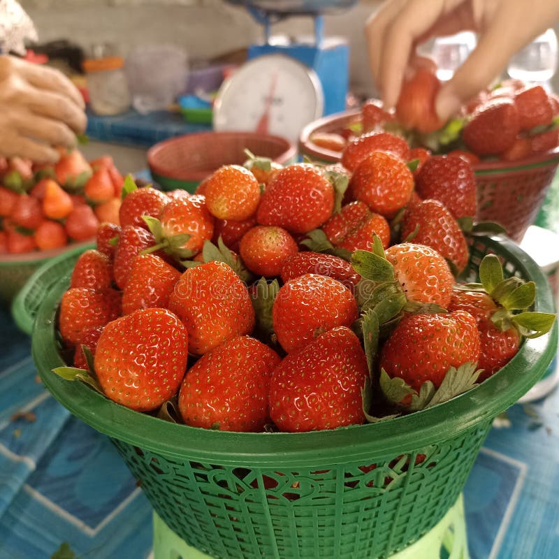 Strawberry Fresh Pick Harvest Stock Photo - Image of strawberry, fresh ...