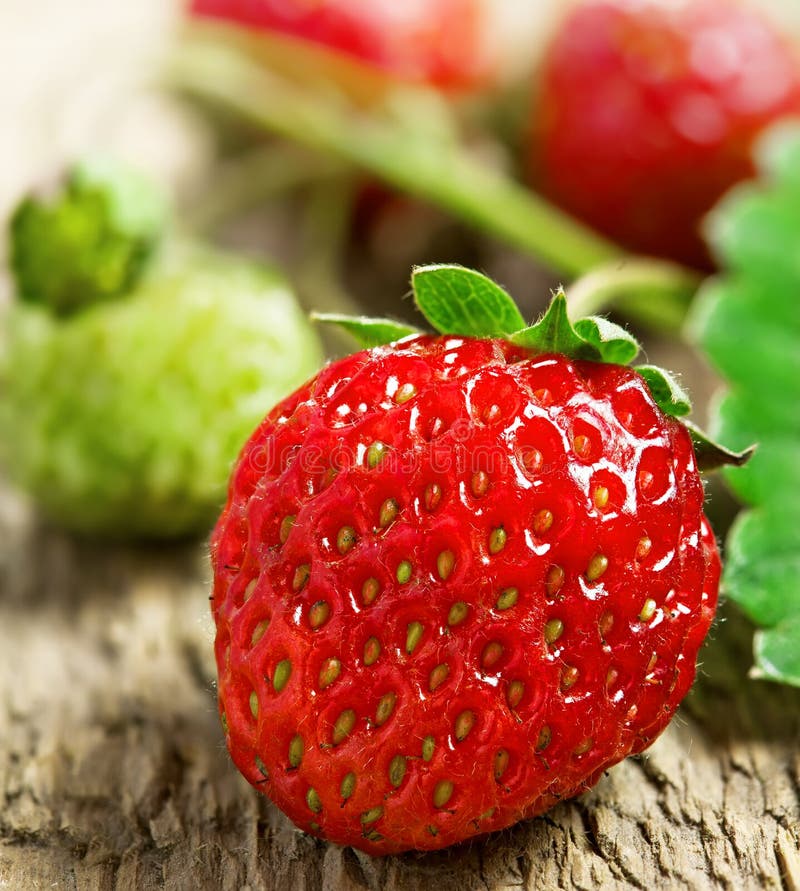 Strawberry stock photo. Image of food, table, branch - 36380948