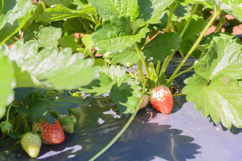 The Strawberry Fruit in the Farm Stock Image - Image of fruit, leaf ...