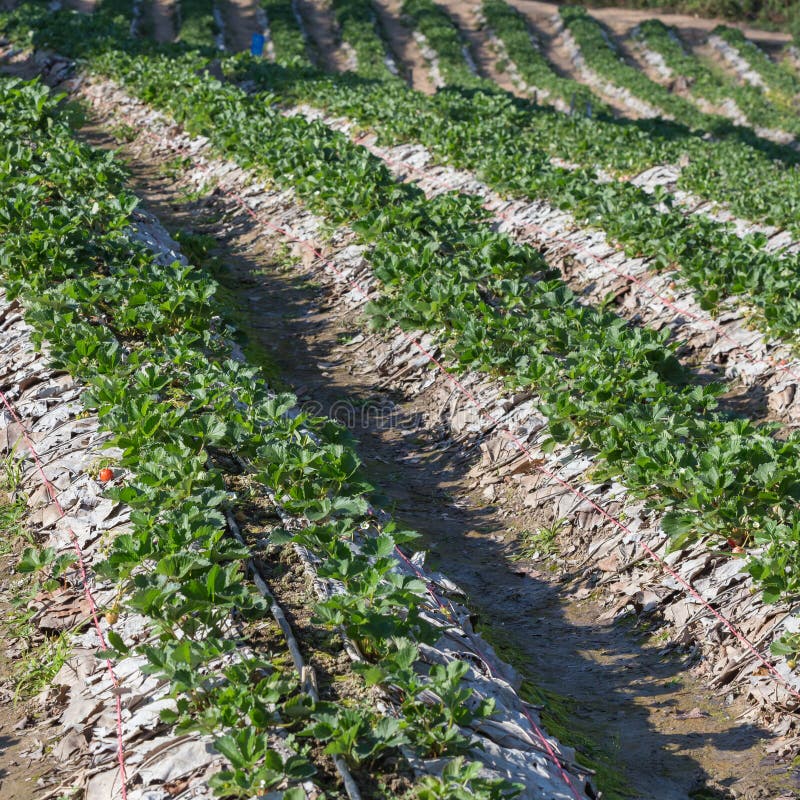 Strawberry Fruit in Field Plantation Stock Image - Image of berry ...