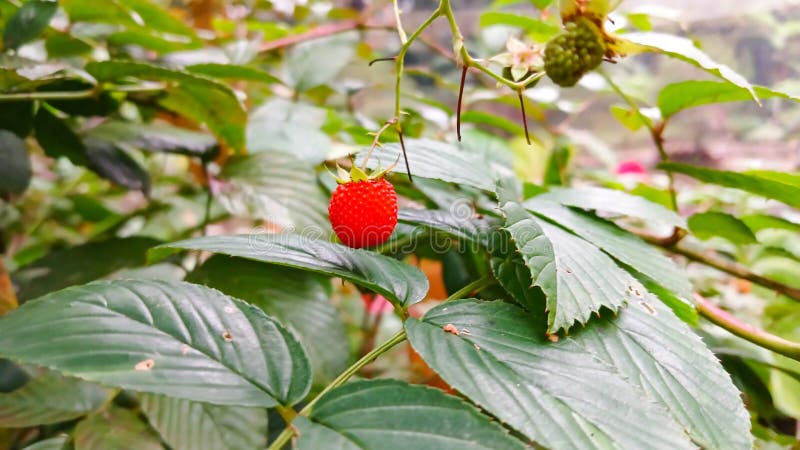 Strawberry Fruit with Fresh Green Leaves. August 3, 2025 Stock Image ...