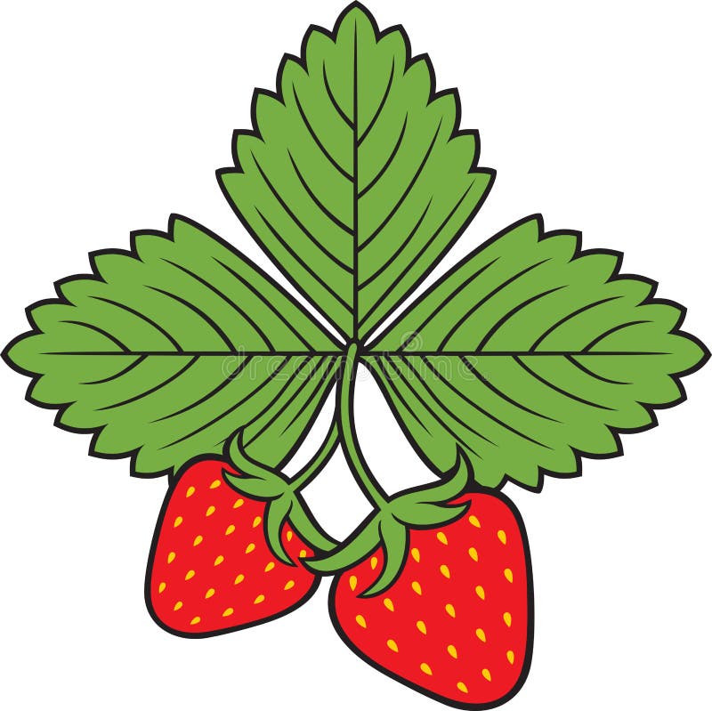 Strawberry Fruit with Leaf Color Stock Illustration - Illustration of ...