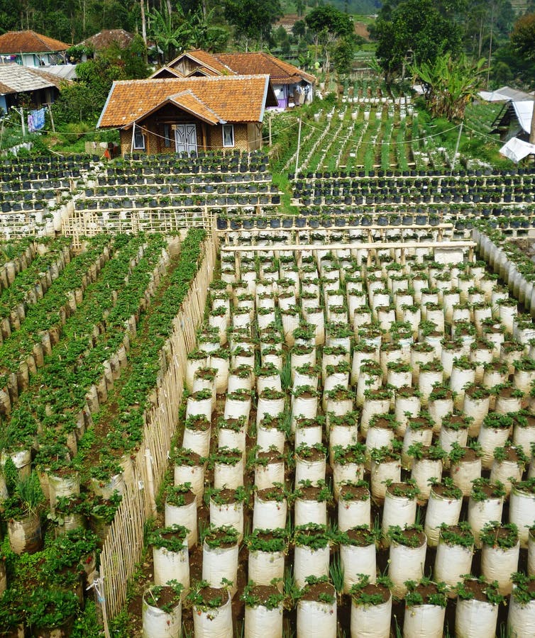 Strawberry fruit orchard stock photo. Image of field - 36308252