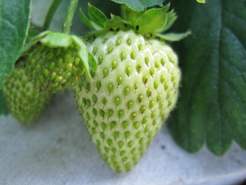 201 Immature Strawberry Stock Photos - Free & Royalty-Free Stock Photos ...
