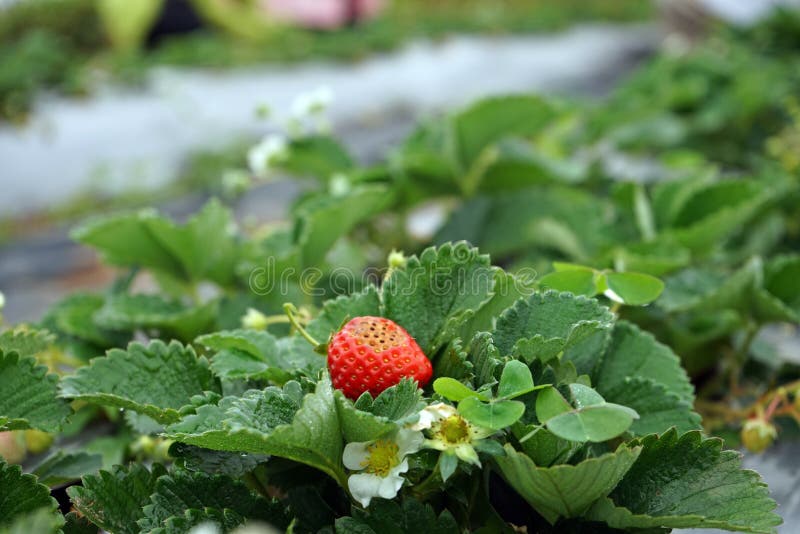 Strawberry Fruit Rot on Field Stock Image - Image of green, vegetable ...