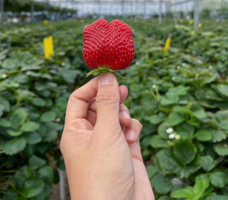 Strawberry Fruit Sweet Taste Delicious Stock Image - Image of delicious ...