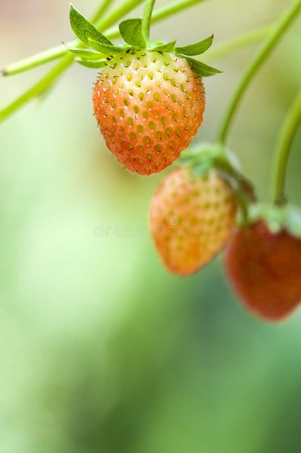 Strawberry Fruits on the Branch Stock Image - Image of close, eating ...