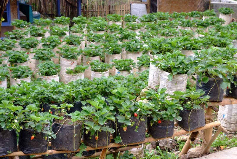 Strawberry Fruits on the Branch at Strawberry Farm Stock Image - Image ...