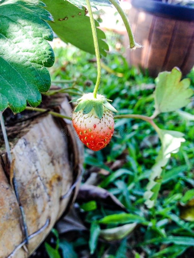 Strawberry Fruits on the Branch Stock Photo - Image of branch, fruit ...