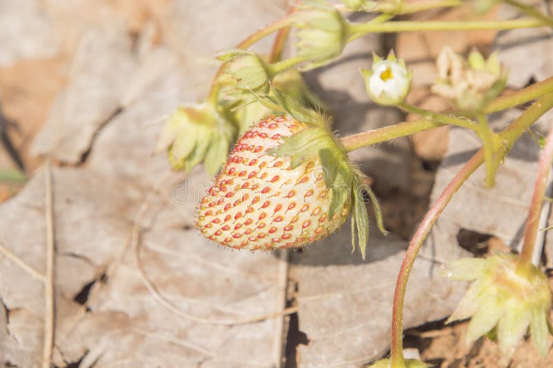 Strawberry Fruits on the Branch Stock Image - Image of grow, field ...