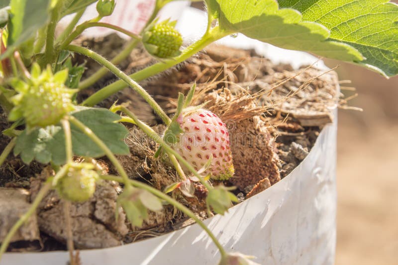 Strawberry Fruits on the Branch Stock Photo - Image of growing, garden ...