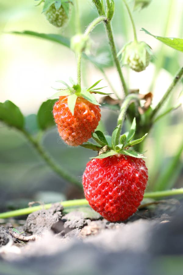 Strawberry in the garden stock image. Image of nature - 19901989