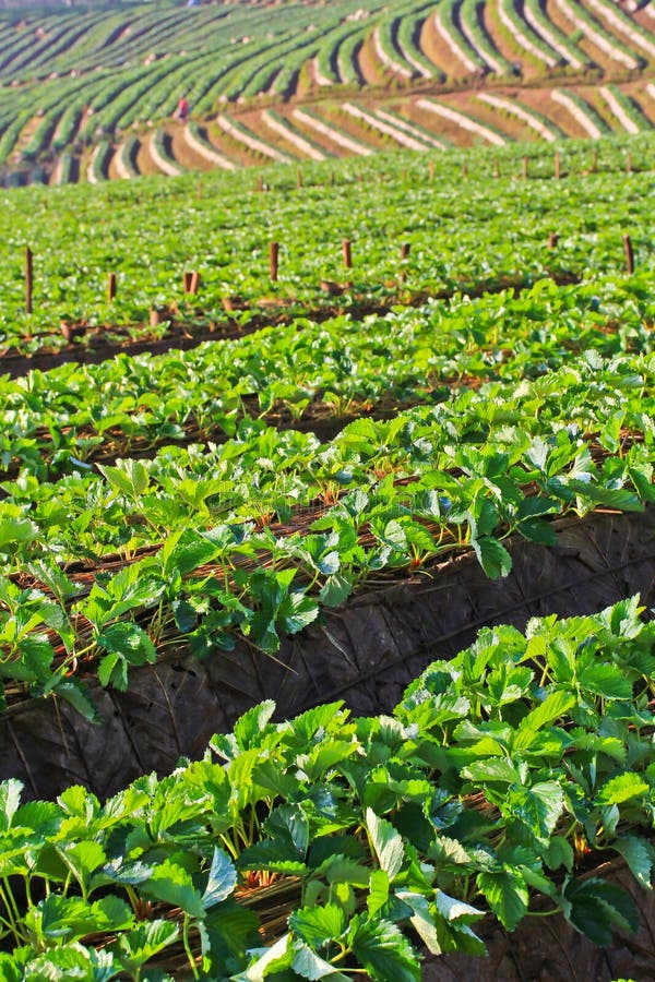 Strawberry Garden stock image. Image of agricultural - 29174163