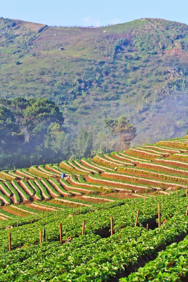 Strawberry Garden stock photo. Image of nature, healthy - 29278698