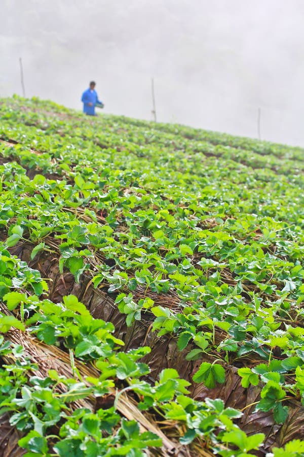 Strawberry Garden stock photo. Image of farm, crop, mountain - 29279448