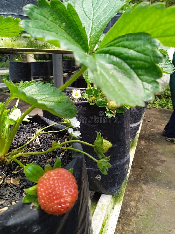 Strawberry Garden in Lembang West Java Indonesia Stock Image - Image of ...