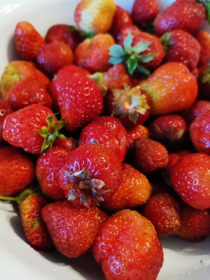 Strawberry Garden. Ripe Berries. Red Berries Stock Photo - Image of ...