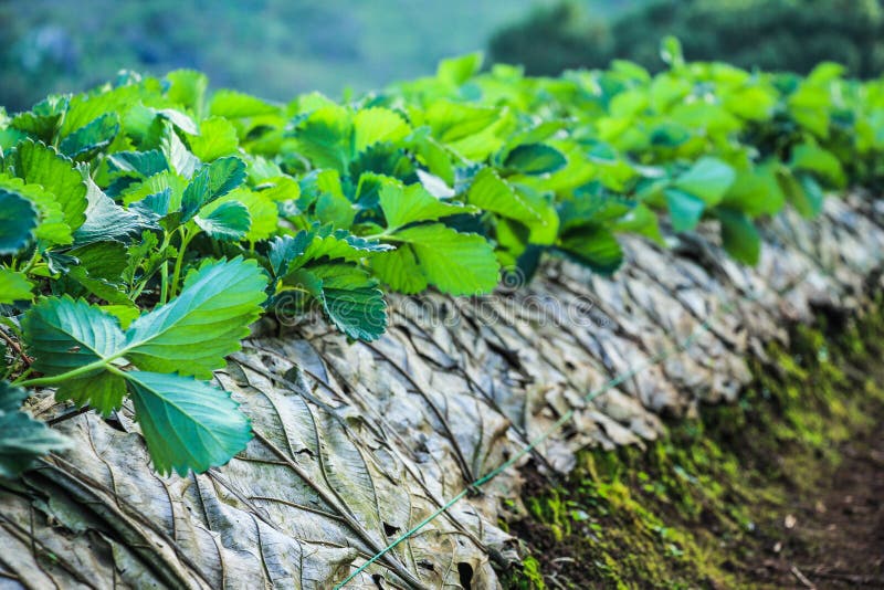 Strawberry garden stock photo. Image of outdoor, grow - 64065466